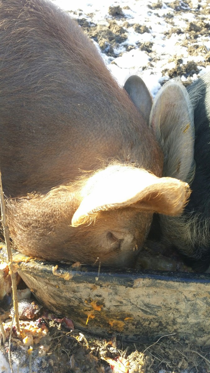 How to measure pigs (for weight) | Striving Acres